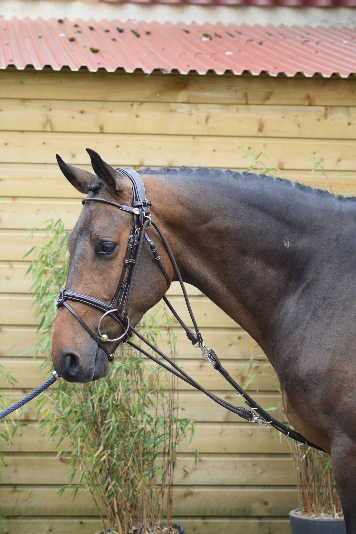 Equine Training Aids — Equest Sport AU