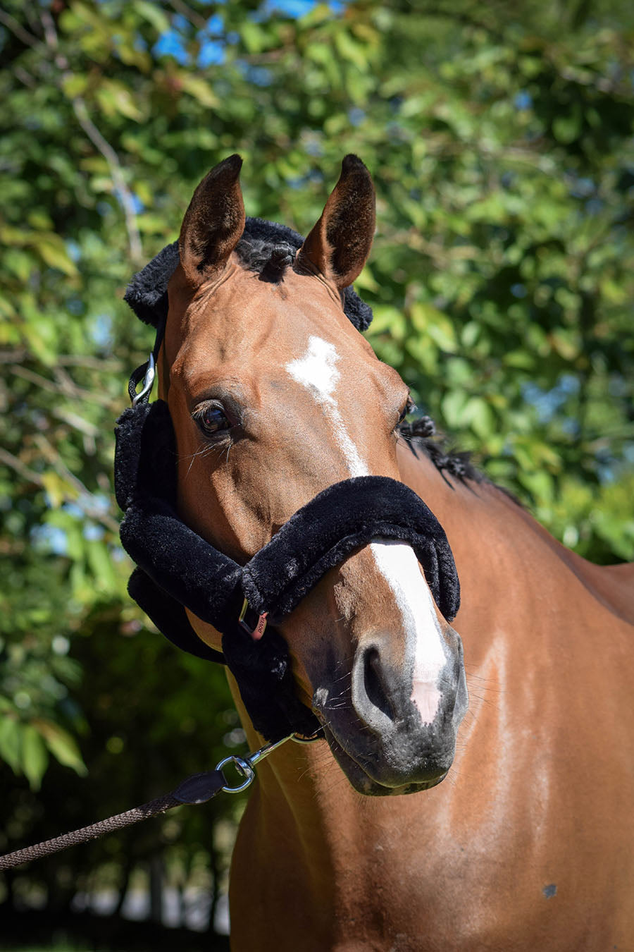 Soft One Halter — Equest Sport AU